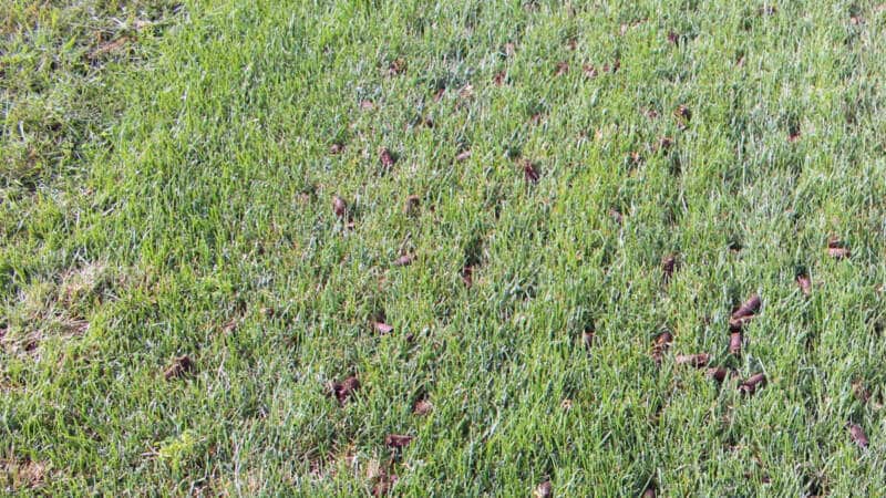 From Trash to Toxins: Protecting Our Soil from Waste Disposal Dangers